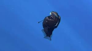 Un monstruo de las profundidades aparece en Canarias: el pez diablo ...